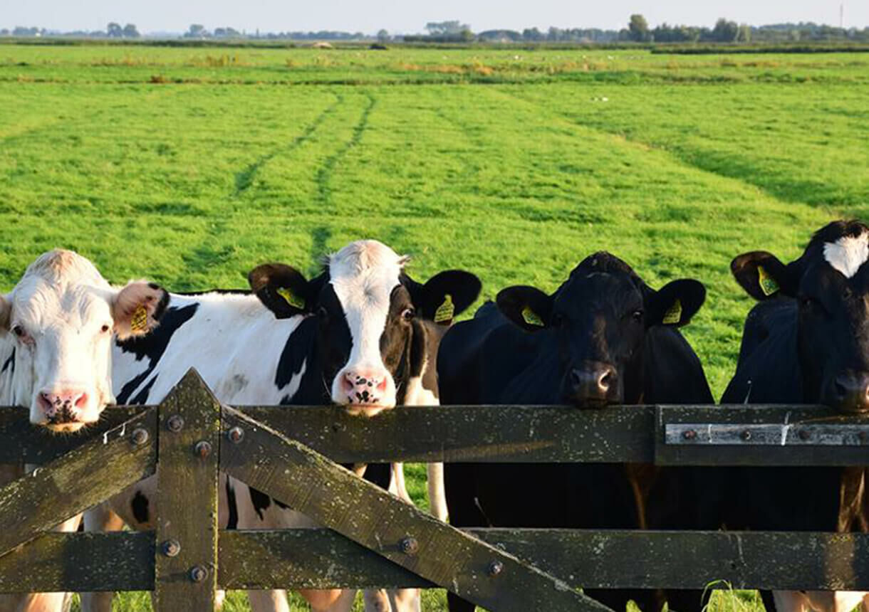 Quest | Enabling technologies for cultivated meat